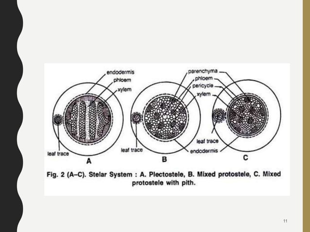 Stelar System, Stele, its types and evolution | PPTX