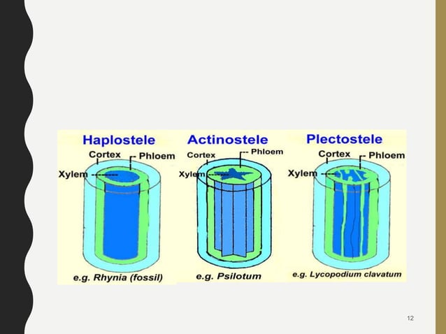Stelar System, Stele, its types and evolution | PPTX