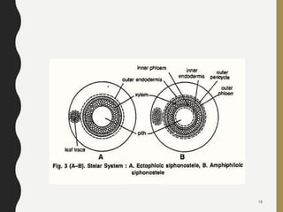 Stelar System, Stele, its types and evolution | PPTX