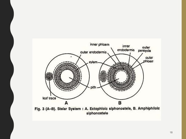 Stelar System, Stele, its types and evolution | PPTX