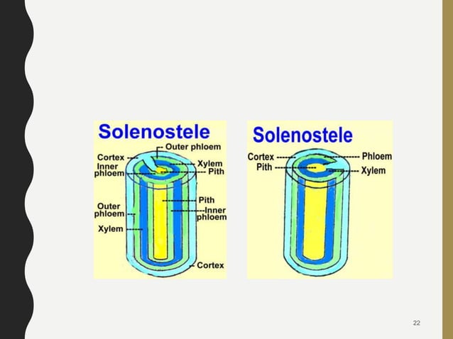 Stelar System, Stele, its types and evolution | PPTX