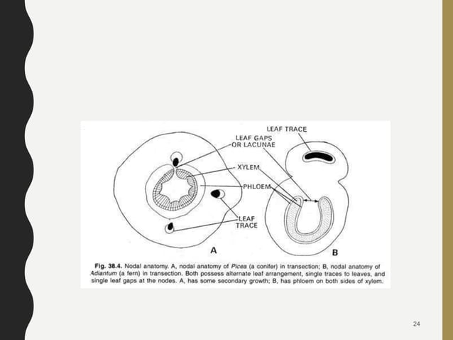 Stelar System, Stele, its types and evolution | PPTX