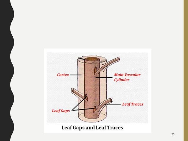 Stelar System, Stele, its types and evolution | PPTX