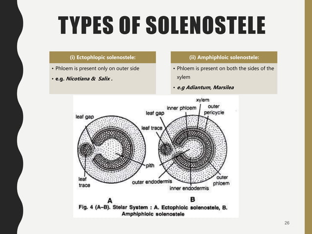 Stelar System, Stele, its types and evolution | PPTX