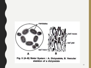 Stelar System, Stele, its types and evolution | PPTX