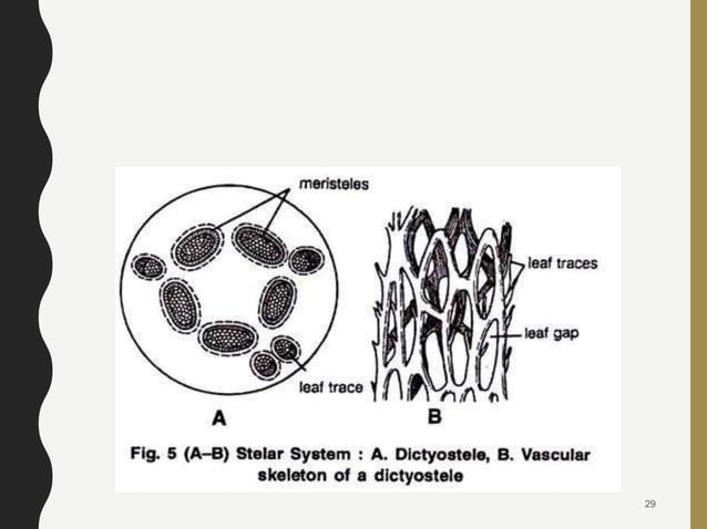 Stelar System, Stele, its types and evolution | PPTX