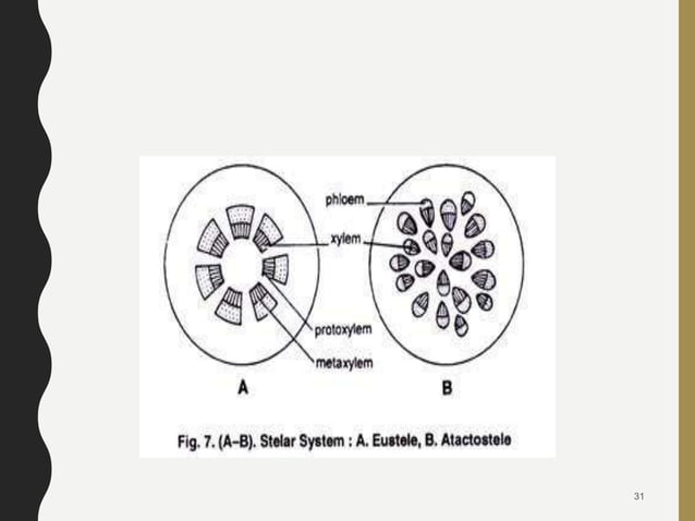 Stelar System, Stele, its types and evolution | PPTX