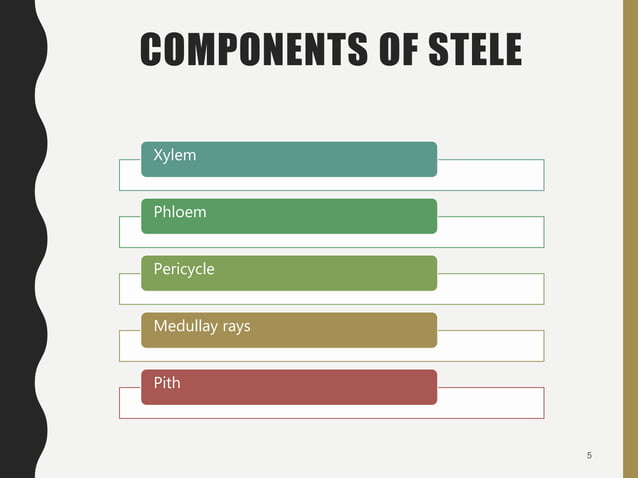 Stelar System, Stele, its types and evolution | PPTX