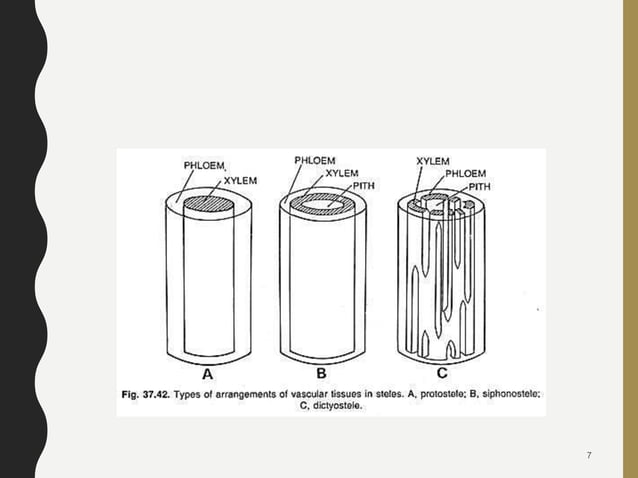 Stelar System, Stele, its types and evolution | PPTX