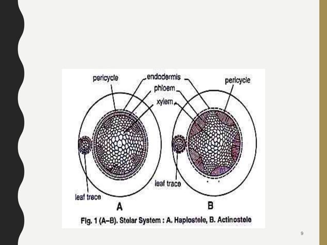 Stelar System, Stele, its types and evolution | PPTX