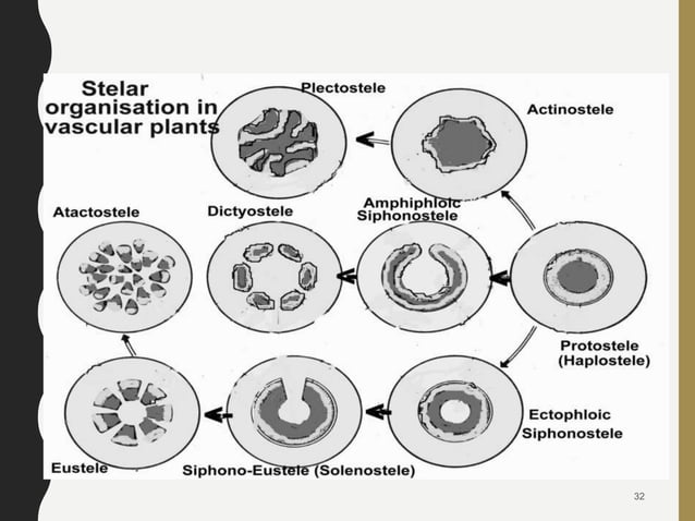 Stelar System, Stele, its types and evolution
