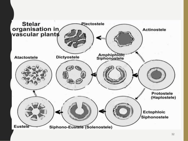 Stelar System, Stele, its types and evolution