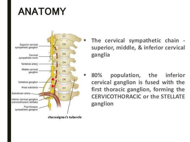 Stellate Ganglion