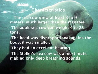 Steller's sea cow | PPT