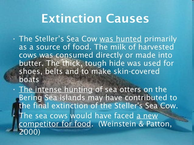 Steller's sea cow | PPT