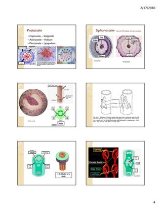 Stem | PDF | Biological Sciences | Science