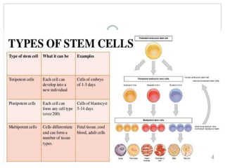 Stem cells | PPTX