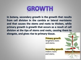 Stem | PPTX