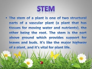 Stem | PPT