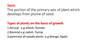 Stem and its types | PPTX