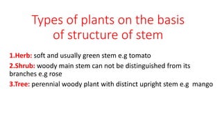 Stem and its types | PPTX