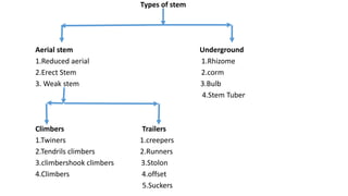 Stem and its types | PPTX