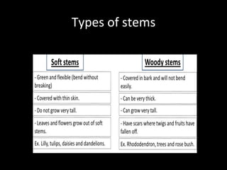 Stem | PDF