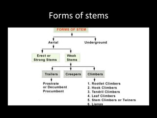 Stem | PDF