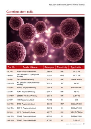 Stem Cell Antibodies - Elabscience | PDF | Endocrine and Metabolic Diseases | Diseases and ...