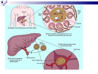 Stem Cell Migration | PPT