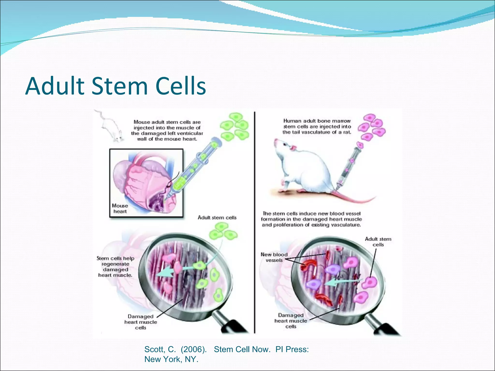 Stem Cell Research (HED 100) | PPT