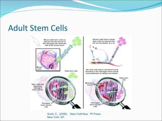 Stem Cell Research (HED 100) | PPT