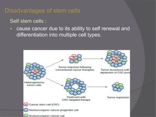 Stem cells | PPT