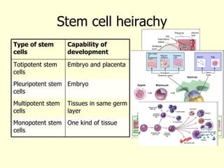 Stem Cells And Potential Clinical Applications | PPT
