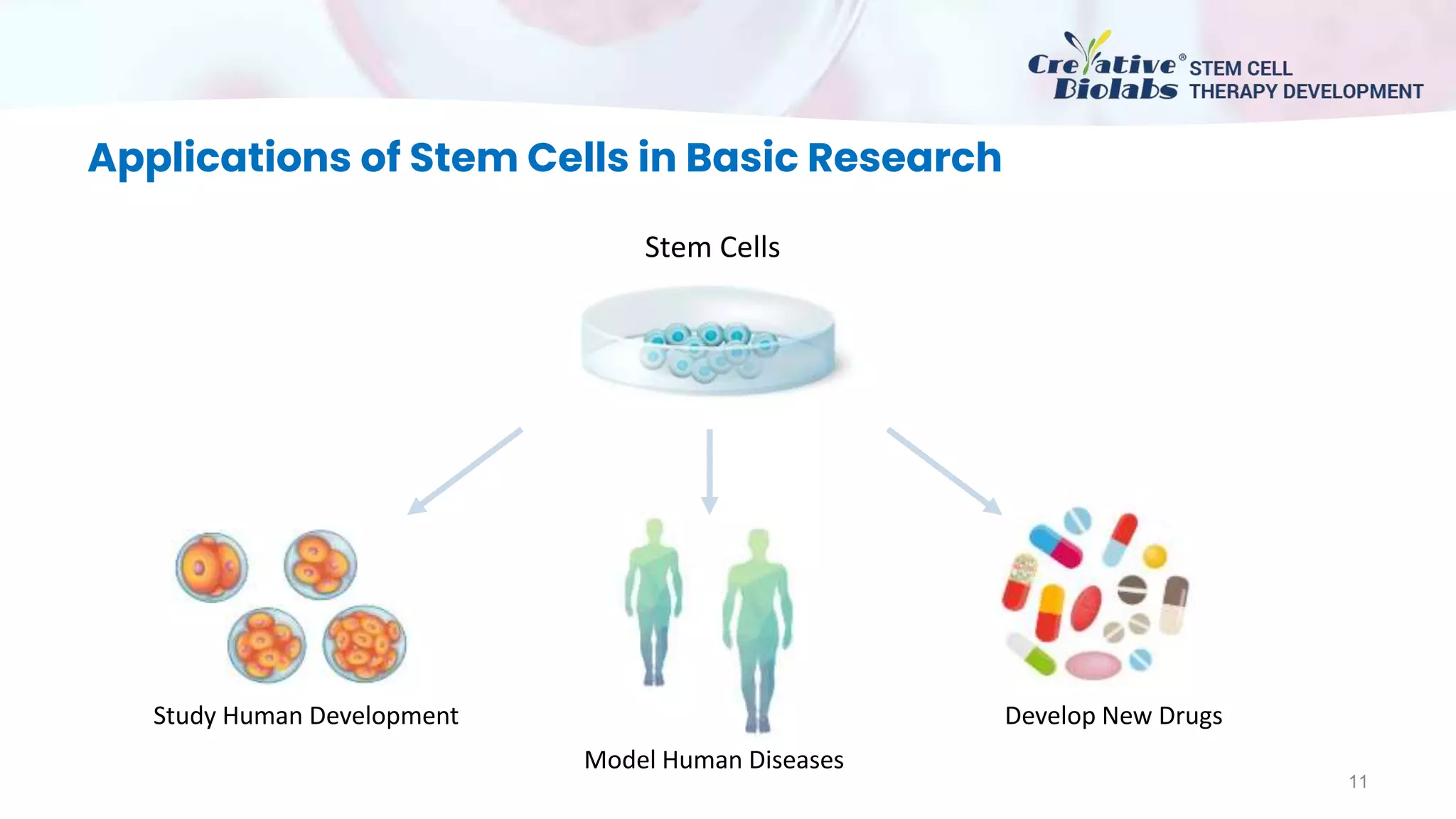 Stem Cells in A New Era of Cell based Therapies - Creative Biolabs | PPTX