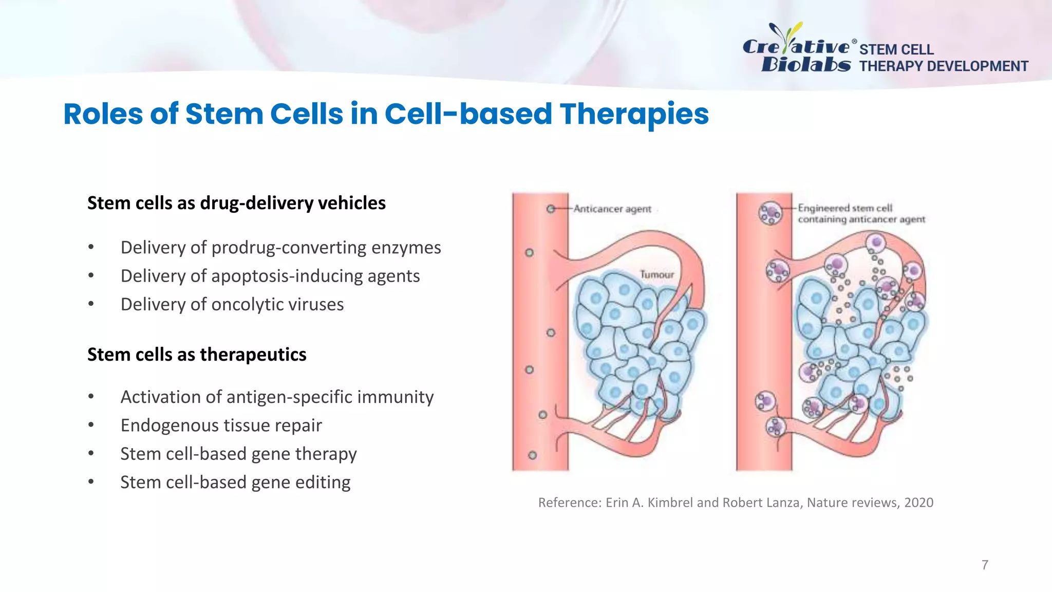 Stem Cells in A New Era of Cell based Therapies - Creative Biolabs | PPTX