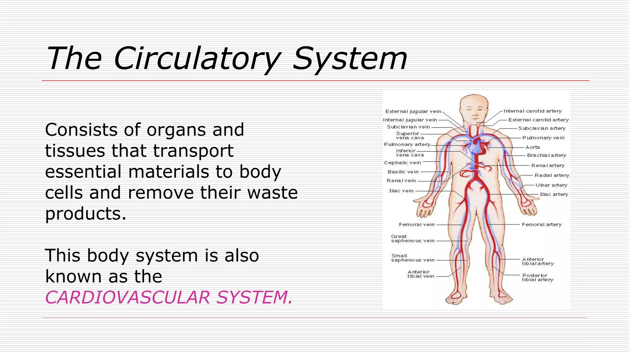Stem12 circulatory system | PPTX