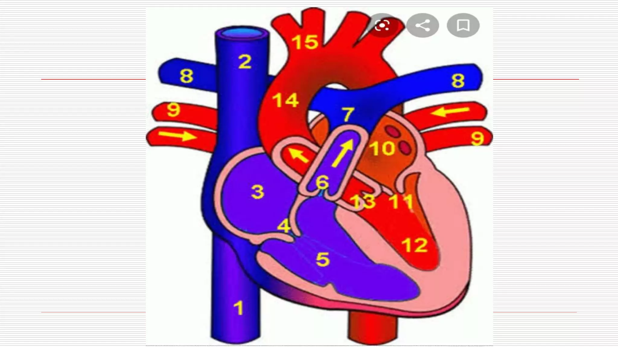 Stem12 circulatory system | PPTX