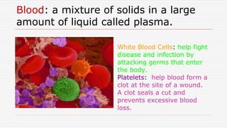 Stem12 circulatory system | PPTX