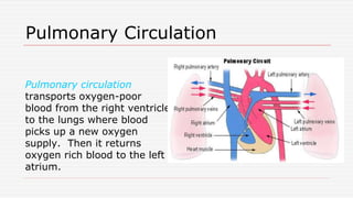 Stem12 circulatory system | PPTX