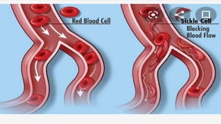 Stem12 circulatory system | PPTX