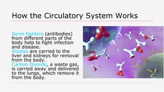 Stem12 circulatory system | PPTX