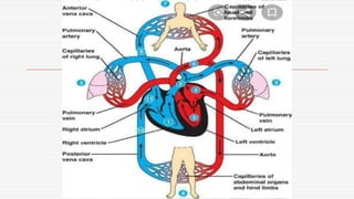 Stem12 circulatory system | PPTX