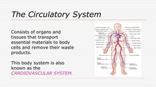 Stem12 circulatory system | PPT