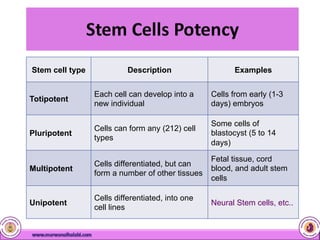 Cord Blood Stem Cells | PDF