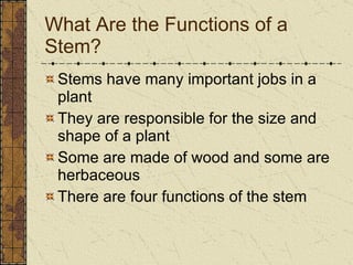 Stem anatomy | PPT