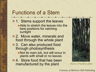 Stem anatomy | PPT