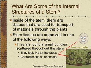 Stem anatomy | PPT
