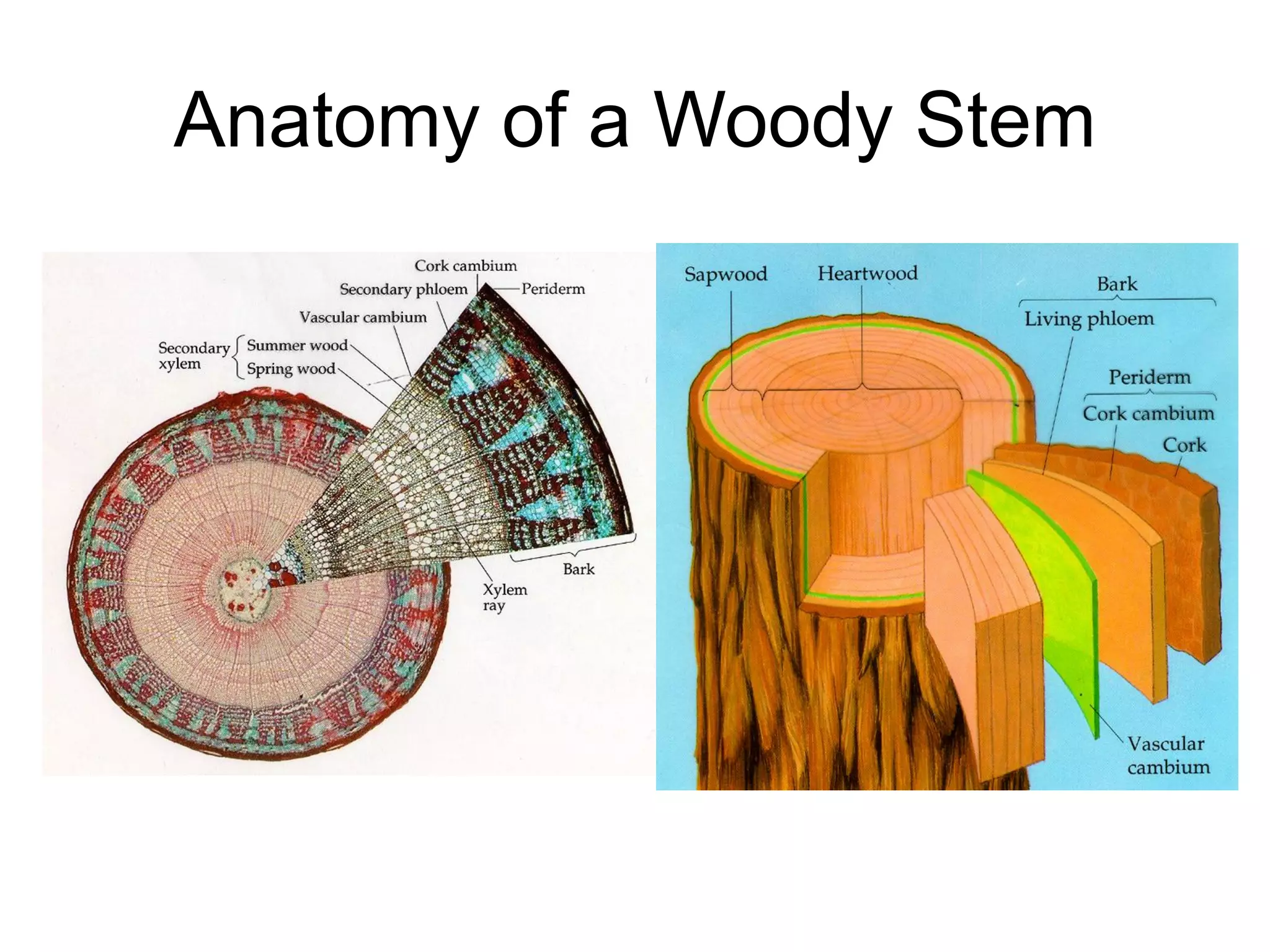 Stem anatomy | PDF