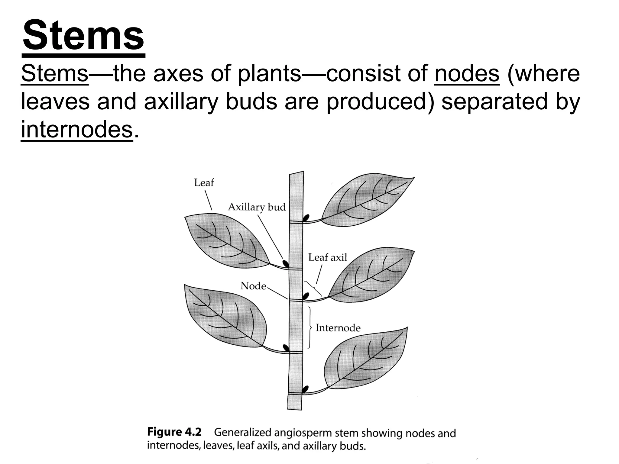 Stem anatomy | PDF